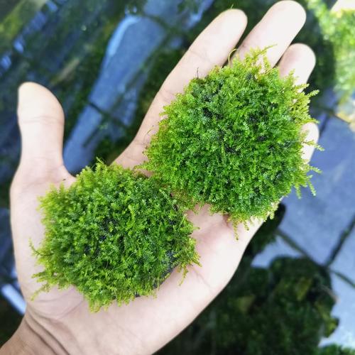 Promo Java Moss Tanaman Aquascape Wabikusa | Full Air Bergaransi - Kab ...