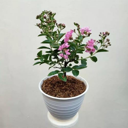 Jual Tanaman Bunga sakura mini - Bungur kecil - Kab. Bogor - tokcer_nt ...