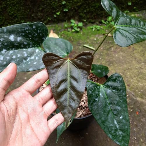 Jual Anthurium portillae X papillilaminum new hybrid tanaman - Kab ...