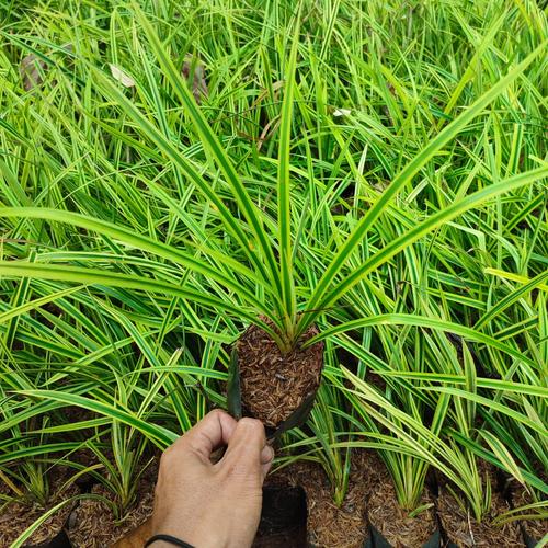 Jual tanaman hias pandan kuning afrika/tanaman duri pandan kuning - Kab ...