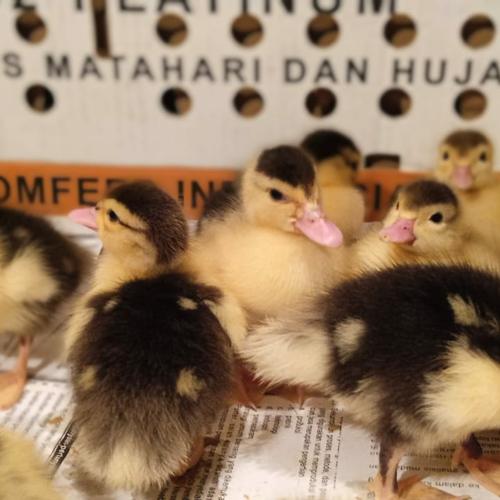 Jual DOE ENTOK MENTOK BEBEK ENTOG MENILA KUYUK - Kota Depok - Rey Farm ...