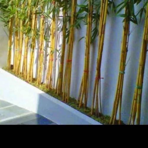 Jual tanaman hias bambu panda kuning - Kab. Bogor - tiaratamanstore ...