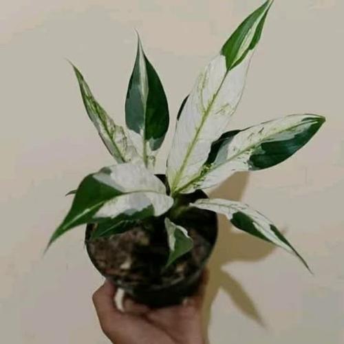 Jual tanaman hidup sepatufilum variegata / pohon hidup tanaman ...