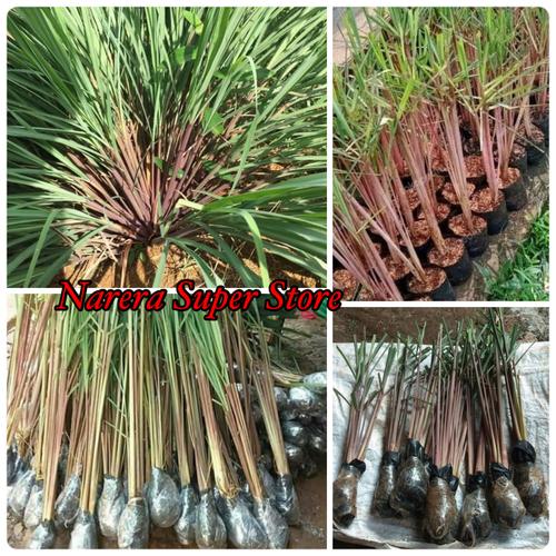 Jual Bibit Sereh Merah Lanang Serai Sere Wangi Tanaman Obat Herbal ...