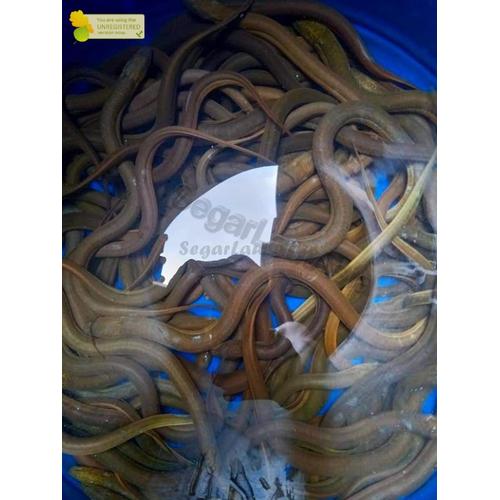 Jual Ikan Belut Hidup Belut Segar Belut Sawah Segar 1Kg - -13-20 Ekor ...