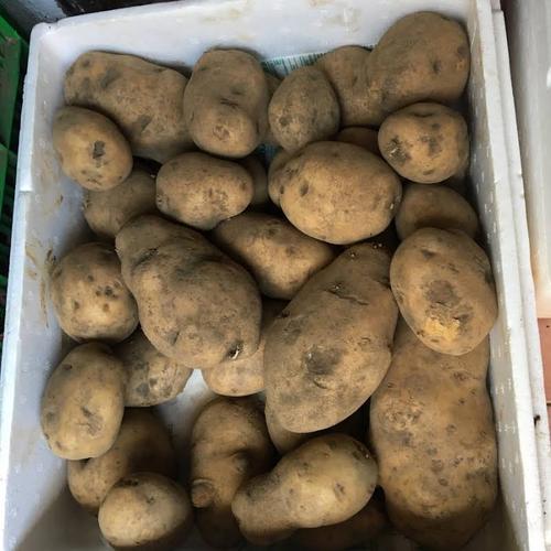 Jual Kentang dieng besar / kentang dieng jumbo / kentang dieng super ...