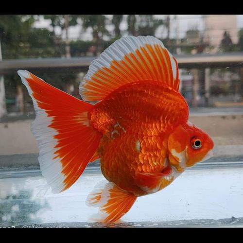 Jual Ryukin red white punuk unta / ikan mas koki ryukin fancy - Kota ...