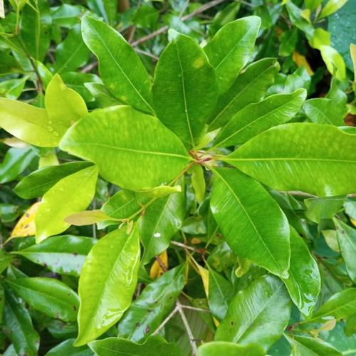 Jual Jual Daun cengke segar,daun herbal organik cengkeh segar 100 ...