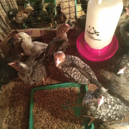Jual Bibit Ayam Kampung Unggul Balitbangtan (KUB)+Barred Rock umur 1 ...