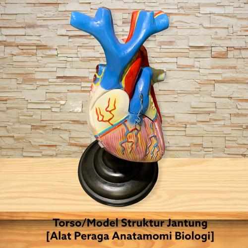 Jual Model Anatomi Struktur Jantung Manusia - Alat Peraga Biologi - Kab ... Jual Model Anatomi Struktur Jantung Manusia - Alat Peraga Biologi - Kab ...