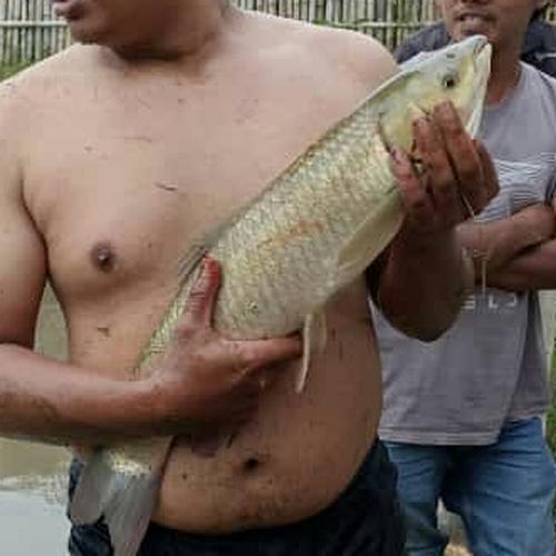 Jual grass carp graskap ihan ikan pemakan rumput size 50 cm up - Kab ...
