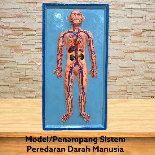 Jual Alat Peraga model sistem Peredaran Darah Manusia (Ipa Biologi ...
