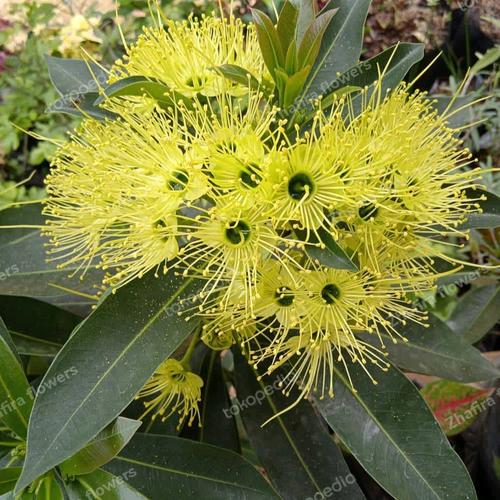 Jual Tanaman hias Santos Lemon / Xanthostemon Sikembang Api Sumber ...