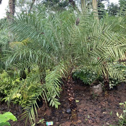 Jual Pohon Palem Phoenix Murah || Tinggi Batang Keras 70 - 100 Cm ...