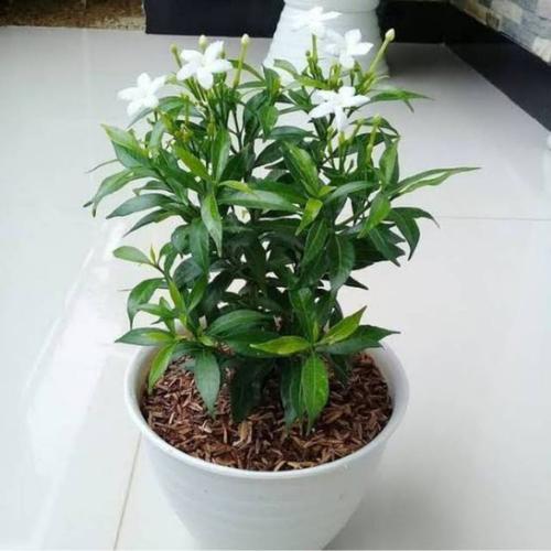 Jual Tanaman hias Sabrina mini rombusa bunga putih - Kota Tangerang ...