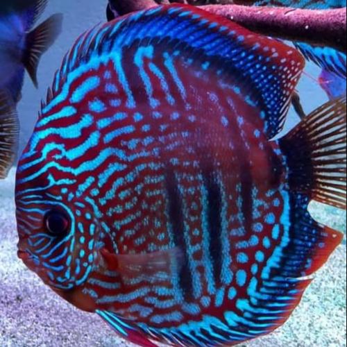 Jual DISCUS HECKEL CROSS 1 INCH/ IKAN HIAS AIR TAWAR - 2cm, tidak ...