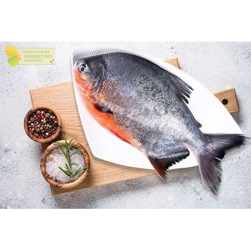 Jual Ikan Bawal Segar Ikan Bawal Fresh Ikan Bawal Air Tawar 1Kg - 4-5 ...