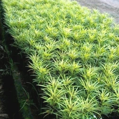 Jual tanaman ararea hias / tanaman semak / tanaman perdu - Kota Bogor ...