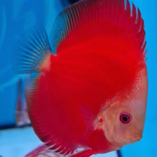 Jual DISCUS RED MELON 1INCH/ IKAN HIAS AIR TAWAR - 2cm, tidak garansi ...