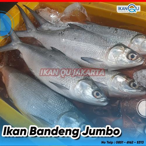 Jual Ikan bandeng JUMBO Fresh 2Kg/Ekor | Ikan Bandeng JUMBO Segar ...