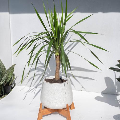 Jual Tanaman Pandan Bali - Kota Tangerang Selatan - GreenYours | Tokopedia