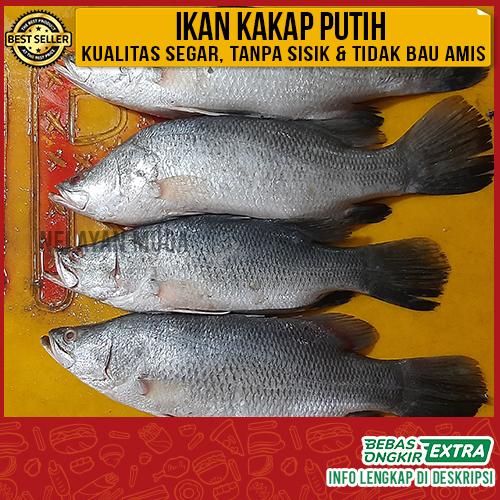Jual Ikan Kakap Putih Segar 1kg Grade A / White Snapper Fresh Bersih ...