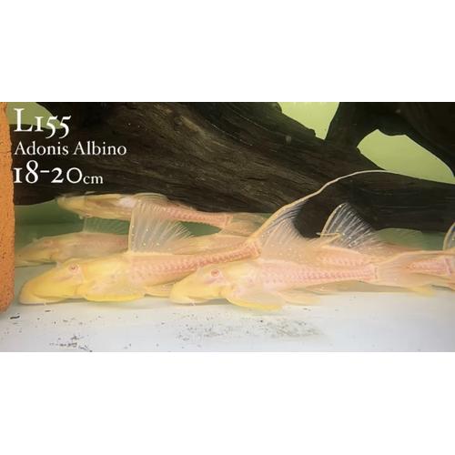 Jual pleco l155 adonis albino - Kota Surabaya - TROPICAL FISH GARAGE ...
