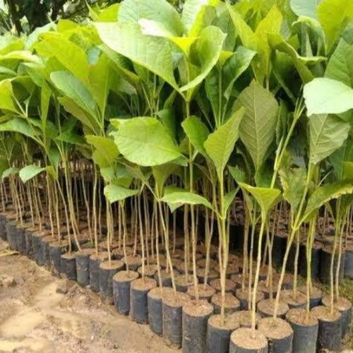 Jual bibit pohon jati super - Kab. Kediri - Duta Bibit Berkualitas ...