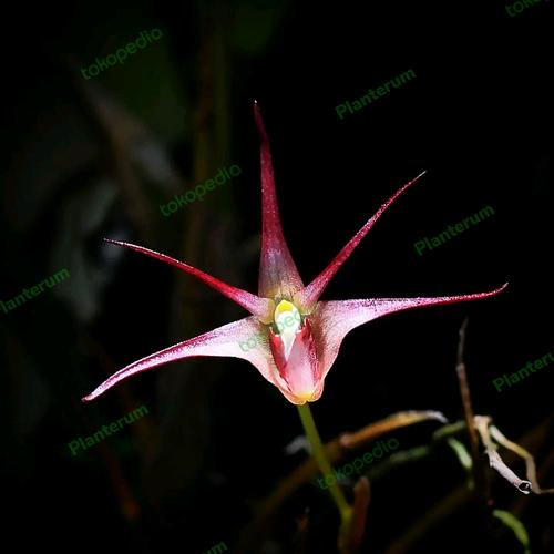 Jual Dendrobium brevicolle - diplocaulobium anggrek serat - Kab ...