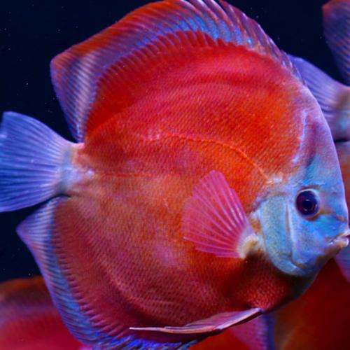 Jual discus 1inch sanmerah bluerim blue face/ IKAN HIAS AIR TAWAR - 2cm ...