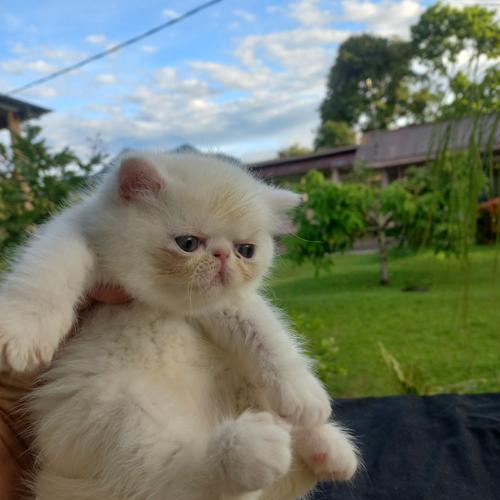 Jual kucing exotic shorthair putih - Kab. Agam - RumahQnA | Tokopedia
