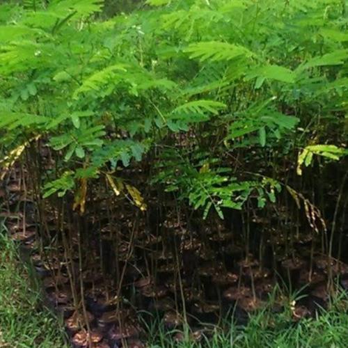 Jual bibit kayu albasia sengon - Kab. Kediri - Florist Nursery | Tokopedia