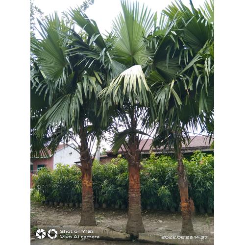Jual Tanaman Hias Outdoor Palm Sadeng - Kota Medan - karyahijau | Tokopedia
