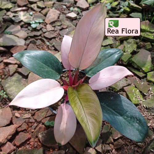 Jual Tanaman Hias Philo Pink - Kab. Bandung Barat - Rea Flora | Tokopedia
