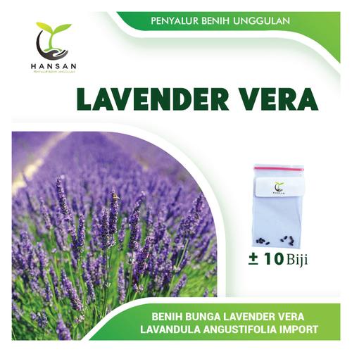 Jual 10 Benih Lavender Vera English Bibit Bunga Herb Lavender Lavandula ...