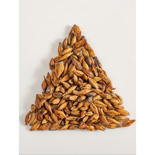 Jual TEH JELAI/BORICHA TEA/DA MAI CHA/KOREAN ROASTED BARLEY TEA/TEH ...