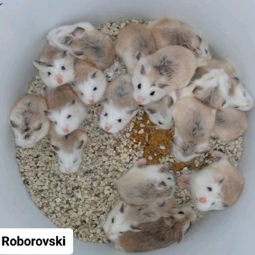 Jual hamster roborovski white face - white face, Jantan - Jakarta Barat ...