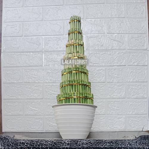 Jual tanaman hias bambu hoki susun 7 big size+pot putih & batu/lucky ...