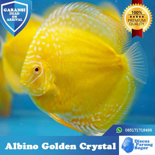 Jual Ikan Discus Albino Golden Crystal - 3 Inch - Kab. Bogor - Discus ...
