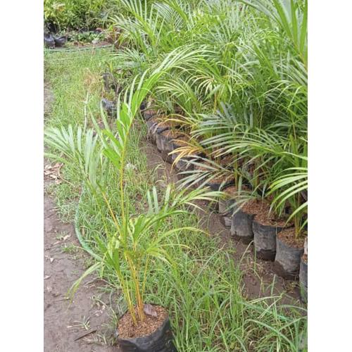 Jual Tanaman hias palem kuning pohon palm kuning - Kota Bogor - Tani ...