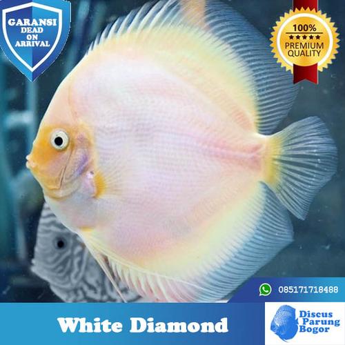 Jual Ikan Discus White Diamond - 3 Inch - Kab. Bogor - Discus Parung ...