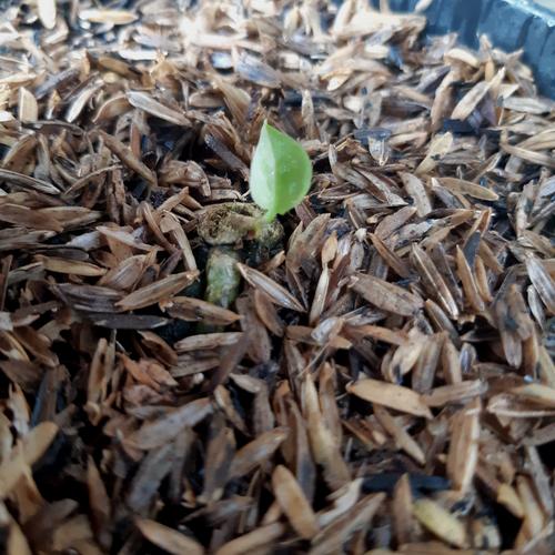 Jual anthurium obor varigata ( ori dari bonggolan ) - Kota Tangerang ...