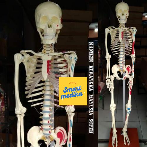 Jual PHANTOM / MANIKIN MODEL KERANGKA MANUSIA SUPER - Jakarta Timur ...