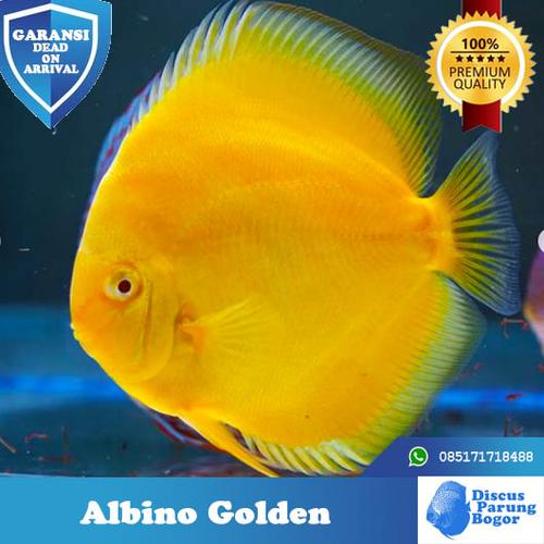 Jual Ikan Discus Albino Golden - 3 Inch - Kab. Bogor - Discus Parung ...