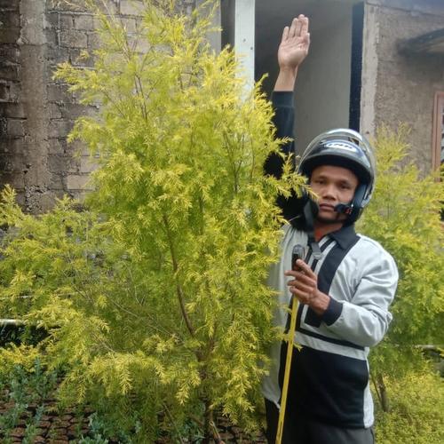 Jual tanaman sikat botol kuning - Kab. Bogor - beautiful plant | Tokopedia