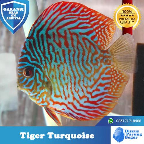 Jual Ikan Discus Tiger Turquoise - 3 Inch - Kab. Bogor - Discus Parung ...