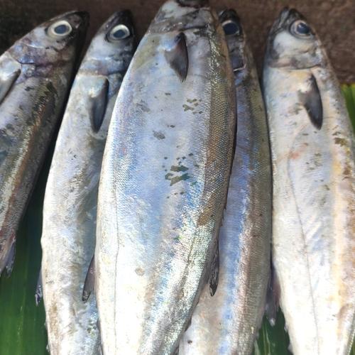 Jual ikan ande ande - Kota Makassar - Enka Online | Tokopedia