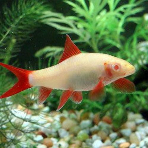 Jual Ikan Redfin shark / Redfin shark albino / Ikan pembersih algae ...