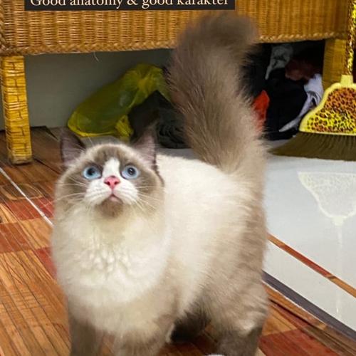 Jual kucing ragdoll male - Kota Tangerang - kaya ungkep presto | Tokopedia