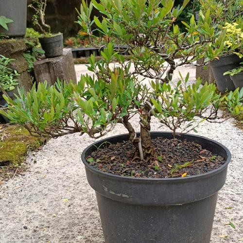 Jual Bonsai Cendrawasih Berbagai Bentuk - Kota Batu - ARTHA BONSAI VIO | Tokopedia